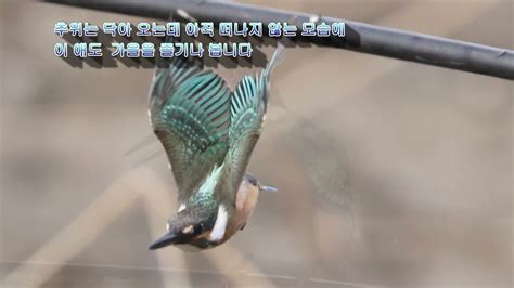 가을을 즐기는 물총새를 만나다 Youtube