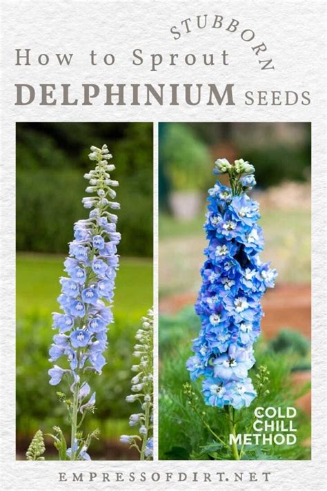 Germination Trick For Delphinium Seeds Cold Stratification In Fridge