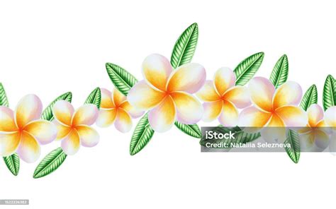 수채화 물감 없는 테두리 현실적인 열대 그림은 흰색 배경에 분리된 나뭇잎이 있는 플루메리아 꽃입니다 아름 다운 식물 손으로 그린