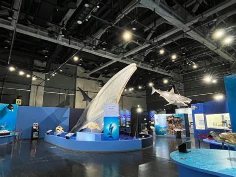 特別展「海 ―生命のみなもと―」名古屋市科学館の口コミ ｜海の生き物から、海全体のことに｜アソビュー！