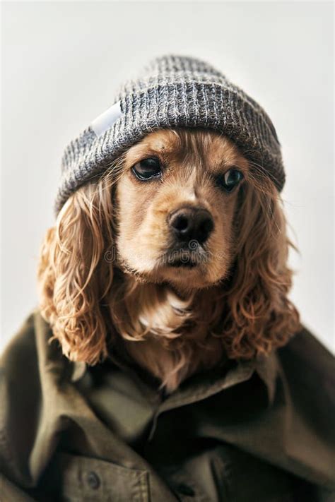 A Fawn American Cocker Spaniel In A Hat And Shirt Looks At The Camera