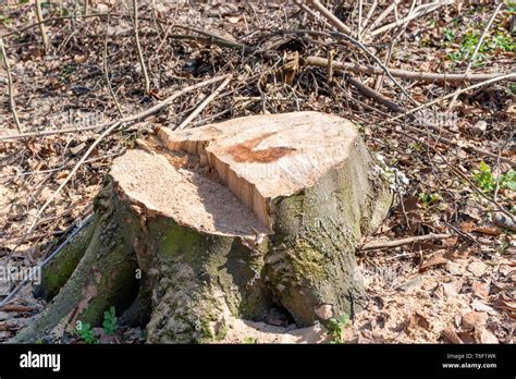 Tree Stump Removal Hi Res Stock Photography And Images Alamy