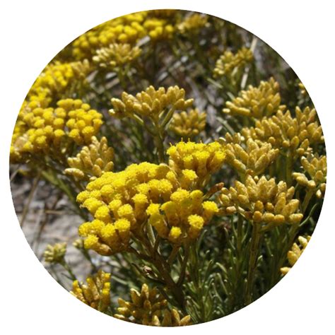 Aromatherapy Certification Program Regular Lorrie Hargis