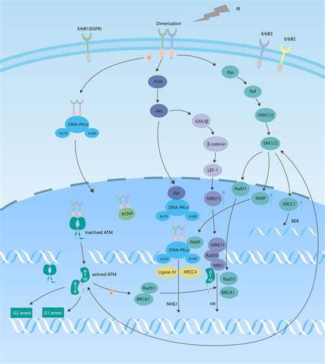 The Egfr Signaling Pathway Is Involved In Irradiation Ir ‐induced Dna Download Scientific