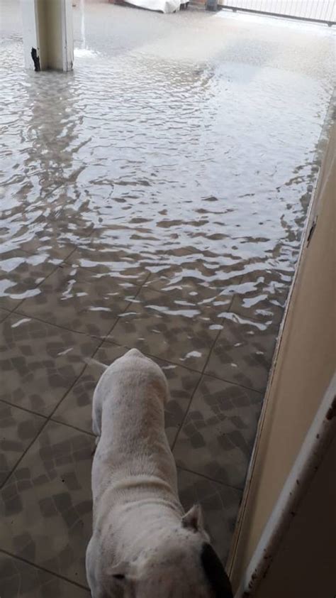 Chuva Causa Alagamentos E Quedas De árvore E De Muro Em São João Batista