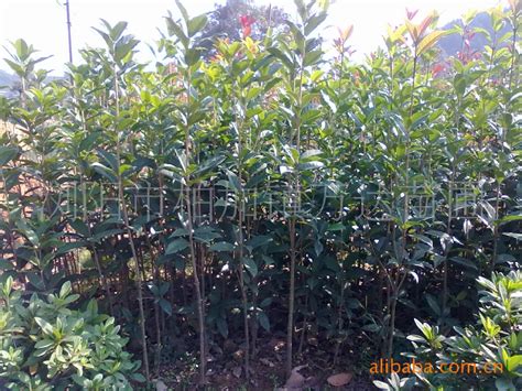 小桂花绿篱 桂花绿篱 四季桂绿篱 第12页 大山谷图库