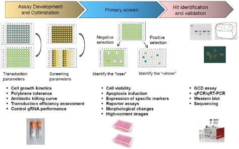 Arrayed Lentiviral Crispr Library—powerful High Throughput Loss Of Function Screening Tool