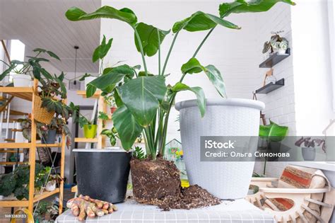 큰 집 식물 Strelitzia Nicolai를 가정 인테리어의 새 화분에 다시 분갈이 화분에 심은 식물 관리 큰 크기