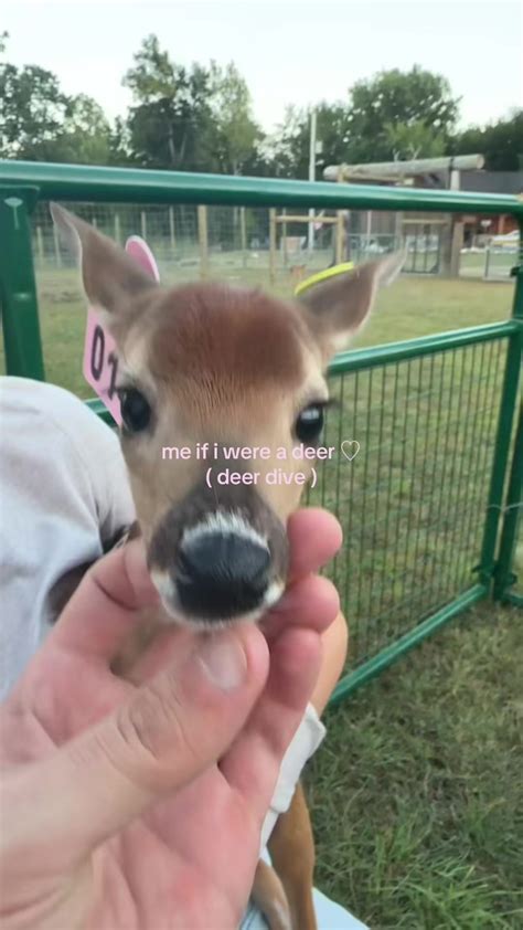 If I Were A Deer Cute Tiktok Challenge Tiktok