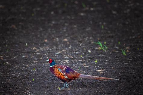 Long Tailed Pheasant Wildlife Game Birds On A Green Field Wild Bird