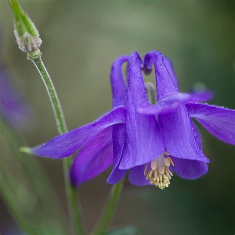 Columbine Aquilegia Flower Leaf Care Uses Picturethis