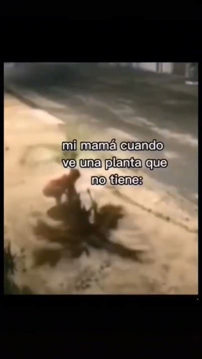 Mi Abuela Cuando Vi Una Mata Que No Tiene Youtube