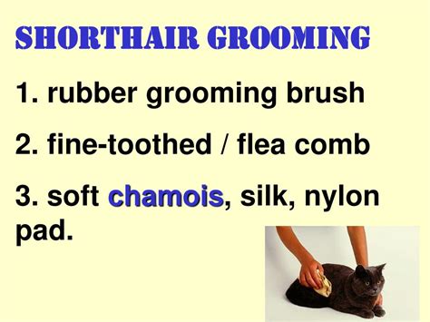 Ppt Grooming Powerpoint Presentation Free Download Id103927