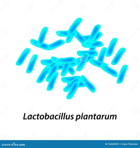 Lactobacillus Probiotic Lactococcus Lactis Infographics Vector Illustration On Isolated