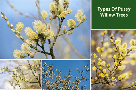 Types Of Pussy Willow Trees Easy Going And Simple To Grow