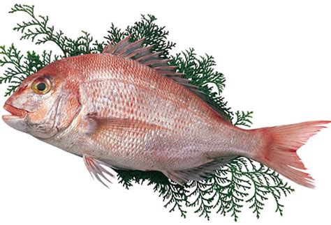 【楽天市場】矢野鮮魚 真鯛養殖鯛）愛媛県 今治市産：メイドインしまなみ