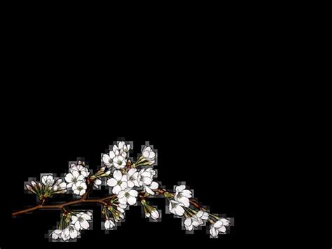 各式花卉花朵叶子线稿上色稿手稿集║图片来源公众号—旭旭素材║樱花细部线稿素材 花瓣网