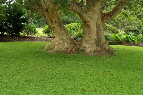 What Is Durban Grass Classification Uses Pros And Cons