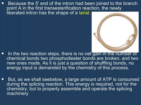 Molecular Biology Of The Gene Ch 13 Rna Splicing Part1 Ppt Chemistry Science