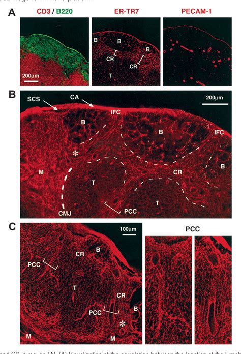 Cortex Of Lymph Node Semantic Scholar