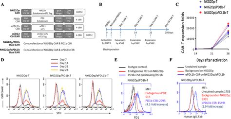 Generation Of Dual Car T Cells Targeting Nkg2d Ligands And Pd 1