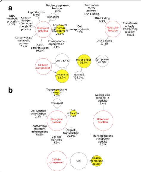 Bingo Results Visualized As Cytoscape Graphs For A Downregulated Genes