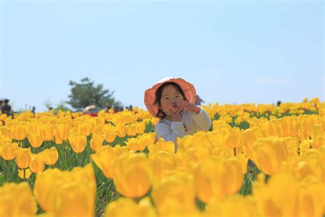 世羅高原農場のチューリップ畑 GANREF