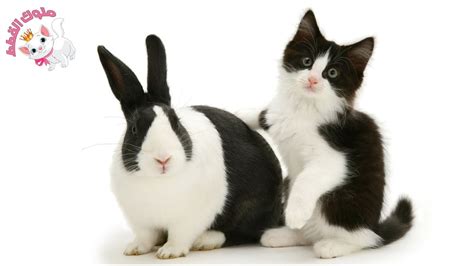 تربية القطط مع الأرانب فوق السطح Youtube