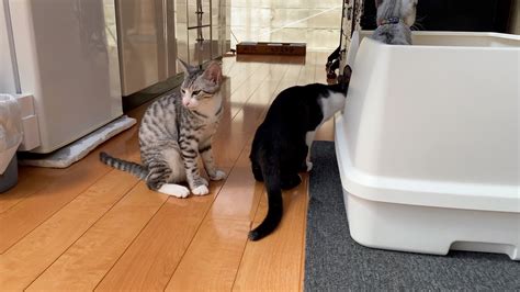 どんな時も母猫のそばを離れたくない子猫たち Youtube