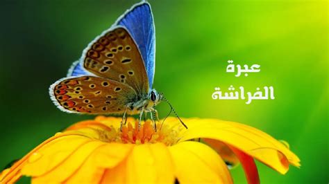 حكمةاليوم1قصة الفراشة التي لا تستطيع الطيران؟؟ Youtube