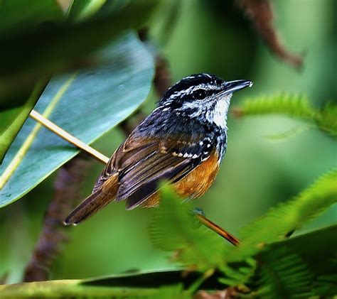 Birds Of The World Guianan Warbling Antbird