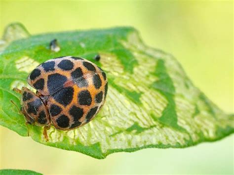 ナスの害虫一覧害虫の特徴や症状は防虫ネットで予防できるGreenSnapグリーンスナップ