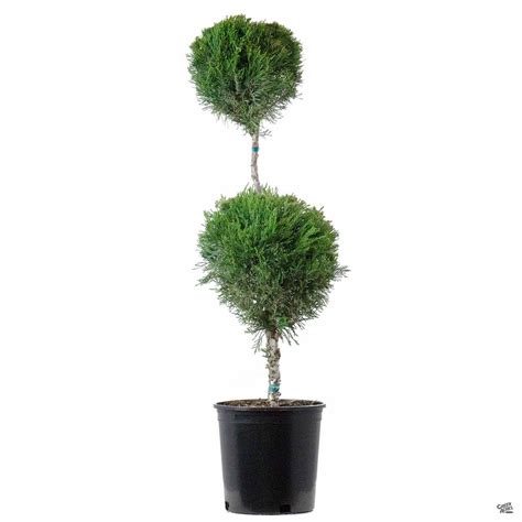 Juniper Mint Julep 2 Ball Monrovia — Green Acres Nursery And Supply