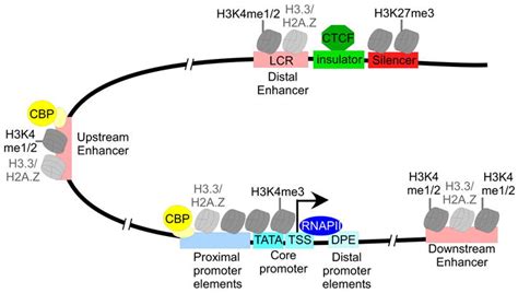 Enhancer Function New Insights Into The Regulation Of Tissue Specific