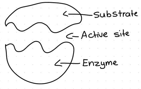 Enzymes Flashcards Quizlet