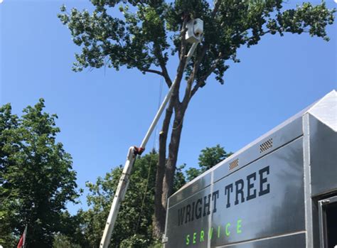 Tree Removal Services In Ottawa Wright Tree Service