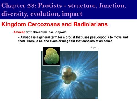 PPT Chapter 28 Protists Structure Function Diversity Evolution Impact PowerPoint