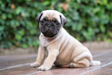 Fawn Pug Facts Genetics Puppy Price And Faqs With Pictures