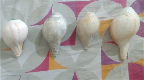 Types Of Small Shankh Types Of Conch Shell Types Of Sangu