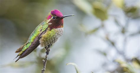 Esta Es La única Ave Que Es Capaz De Volar Hacia Atrás Lo Hace Con