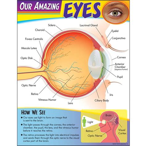 Chart Eyes T 38294 Rainbow
