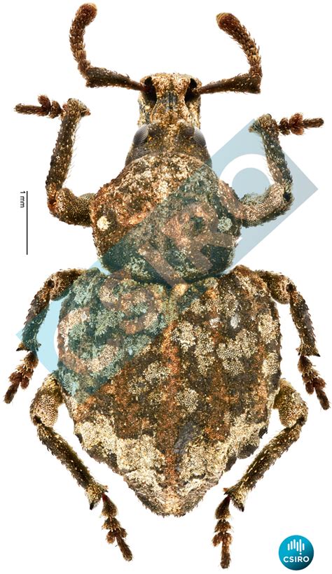 Entiminae Archives Australian Weevils Online