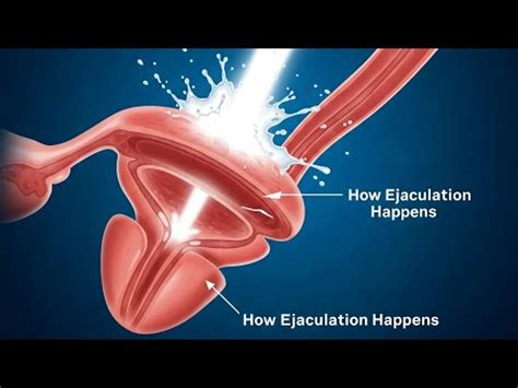 How Ejaculation Happens The Science Explained In 3 Minutes YouTube