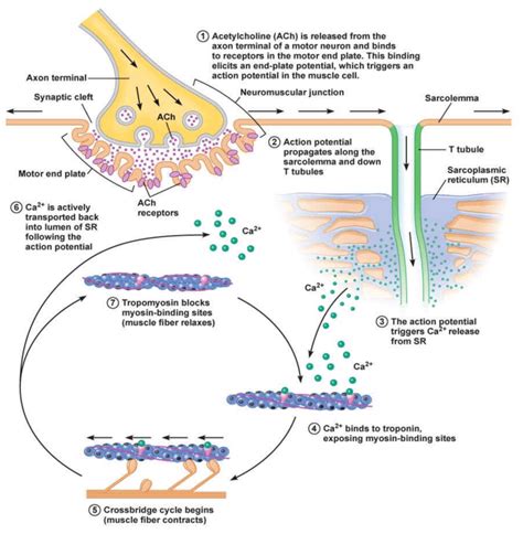 2 Schematic Representation Of The Cascade Of Events At The Download