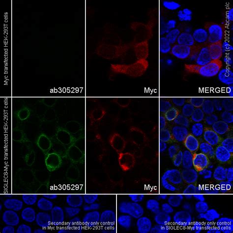 Anti Siglec8 Antibody [epr24419 56] Ab305297 Abcam
