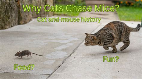 Why Do Cats Chase Mice Cat And Mouse History Youtube