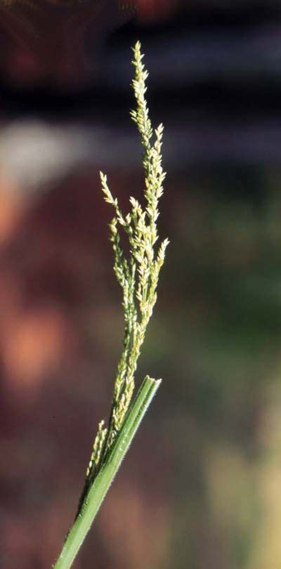 Beaked Panicum Panicum Anceps