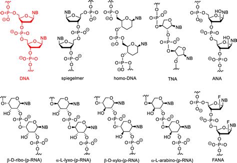 Figure 4 From The Medicinal Chemistry Of Artificial Nucleic Acids And