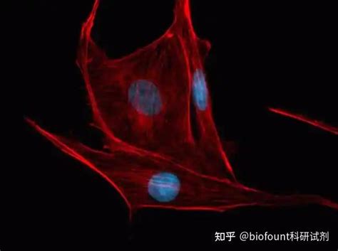 Actinred 555 ；细胞骨架红色荧光探针 知乎