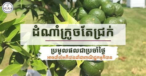 ដាំដំណាំងាយៗនៅផ្ទះ នាទីកសិកម្ម Kaksekam Time